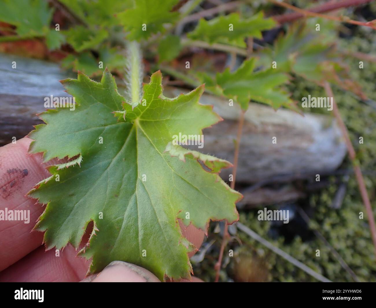 crevice alumroot (Heuchera micrantha Stock Photo - Alamy