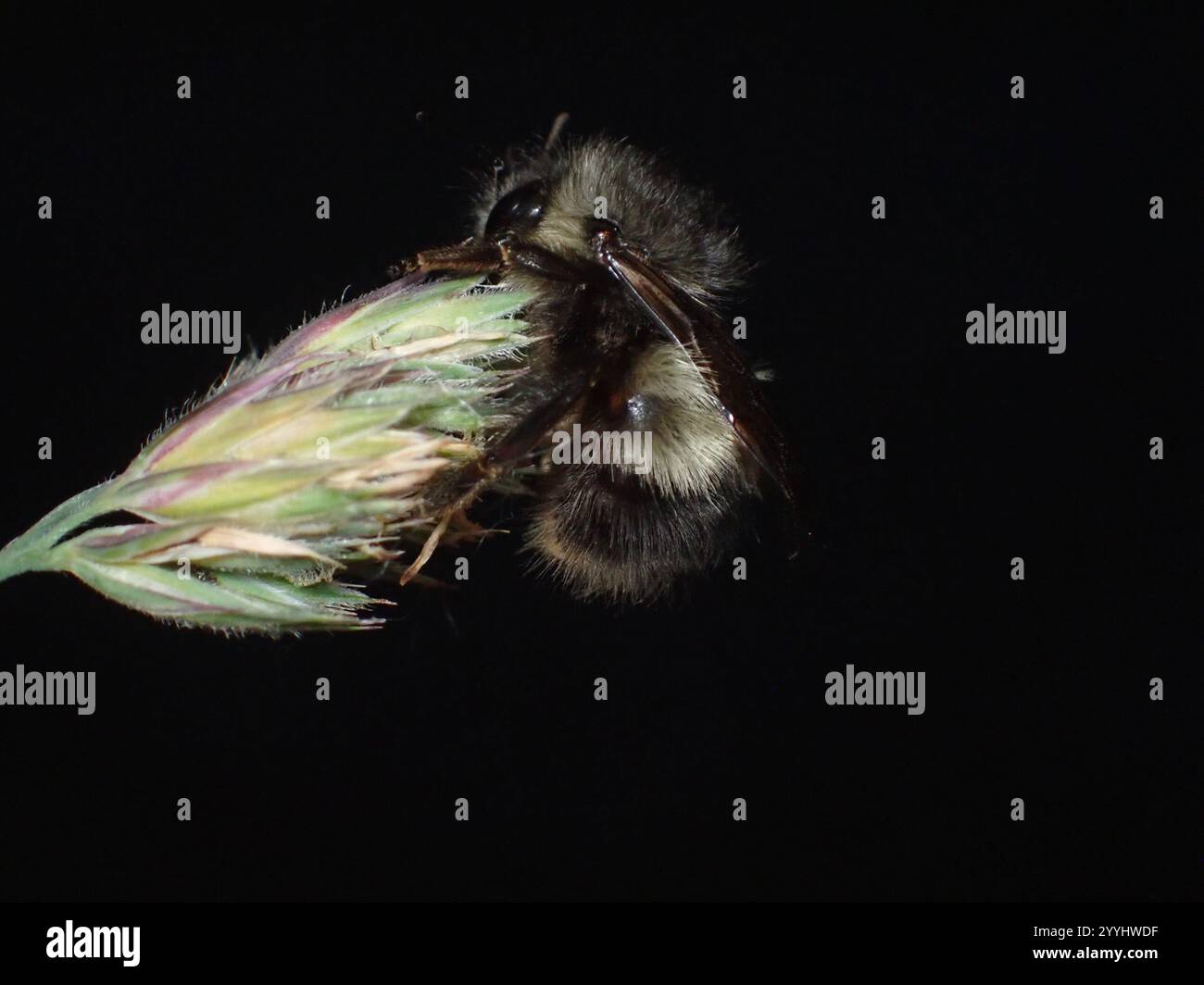 Sitka Bumble Bee (Bombus sitkensis Stock Photo - Alamy