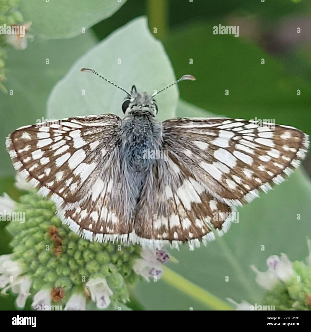 New World Checkered-Skippers (Burnsius Stock Photo - Alamy