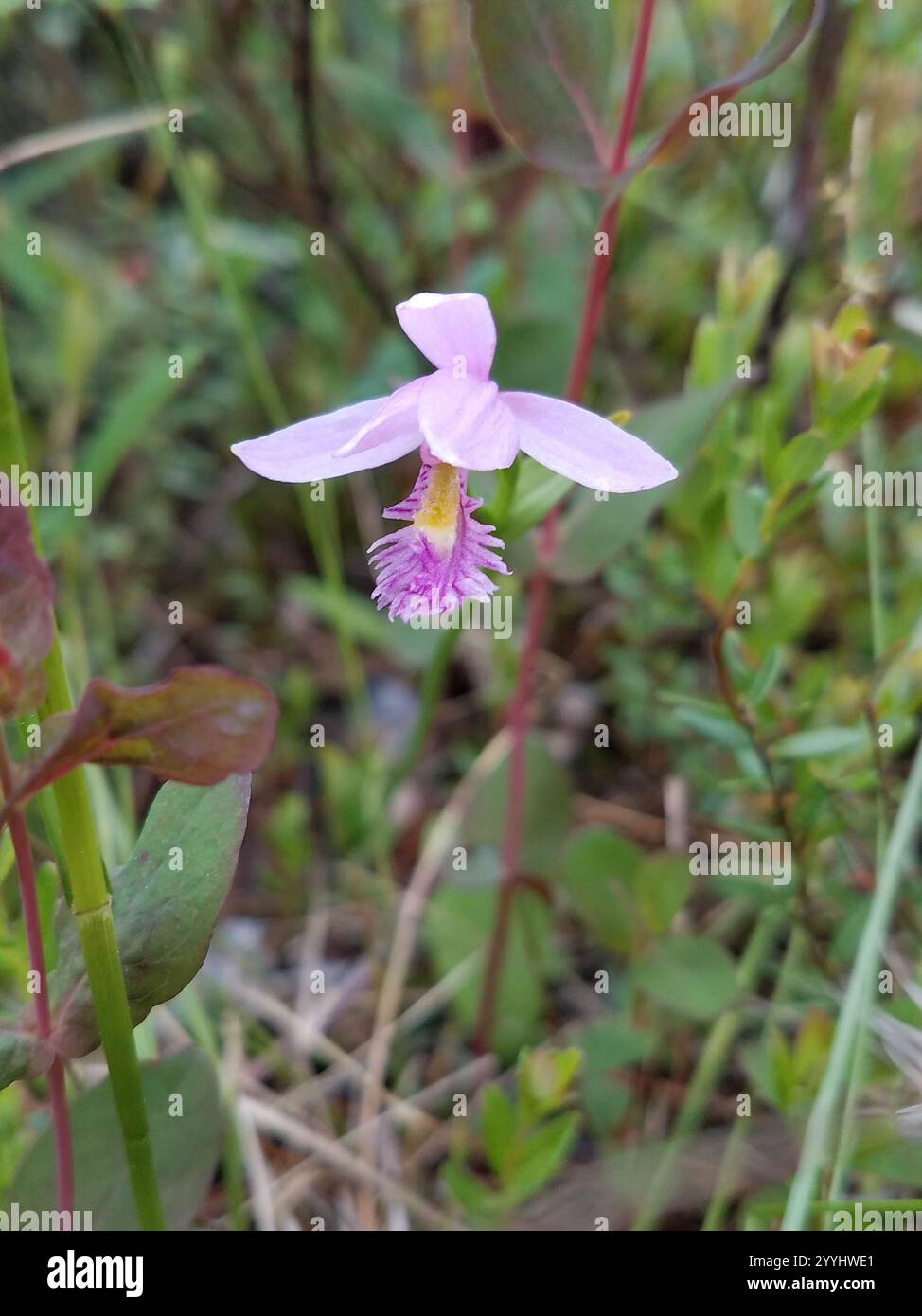 Rose Pogonia (Pogonia ophioglossoides Stock Photo - Alamy