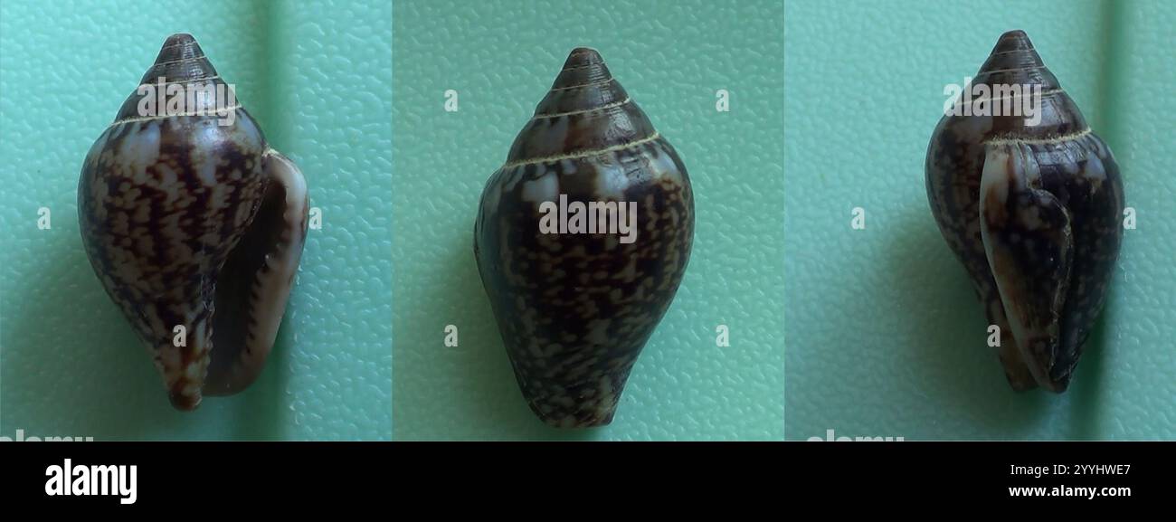 Rustic Dove-shell (Columbella rustica Stock Photo - Alamy