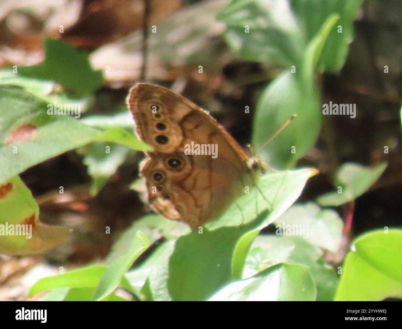 Northern Pearly-eye (Lethe anthedon Stock Photo - Alamy
