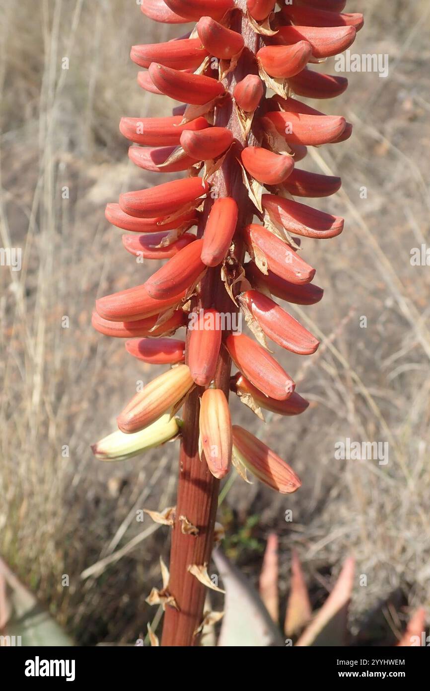 Aloe petricola hi-res stock photography and images - Alamy