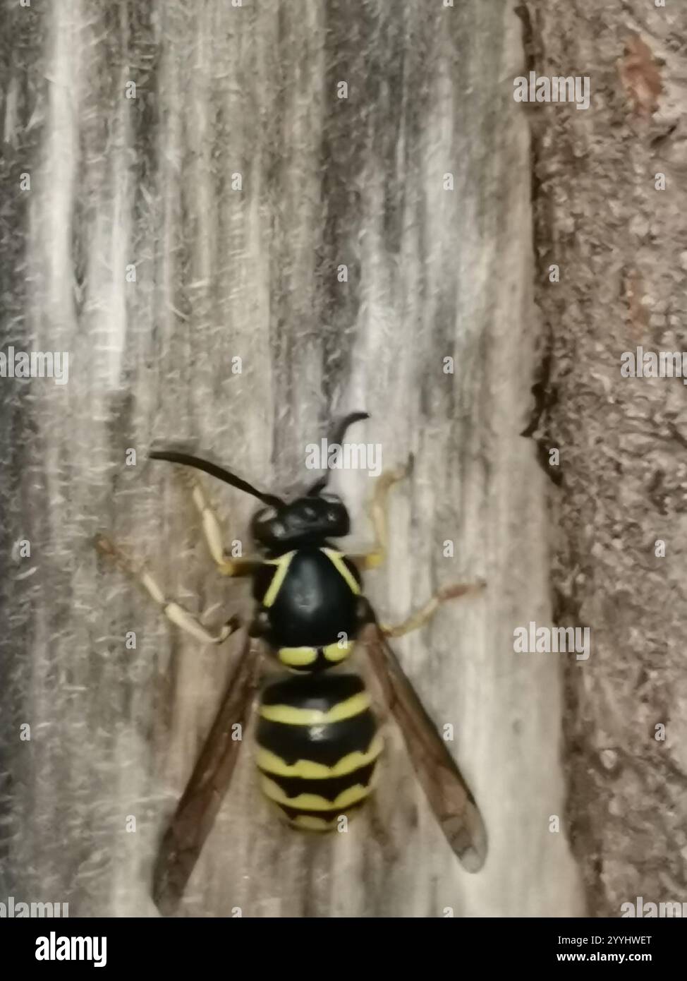 Hornets and Yellowjackets (Vespinae Stock Photo - Alamy