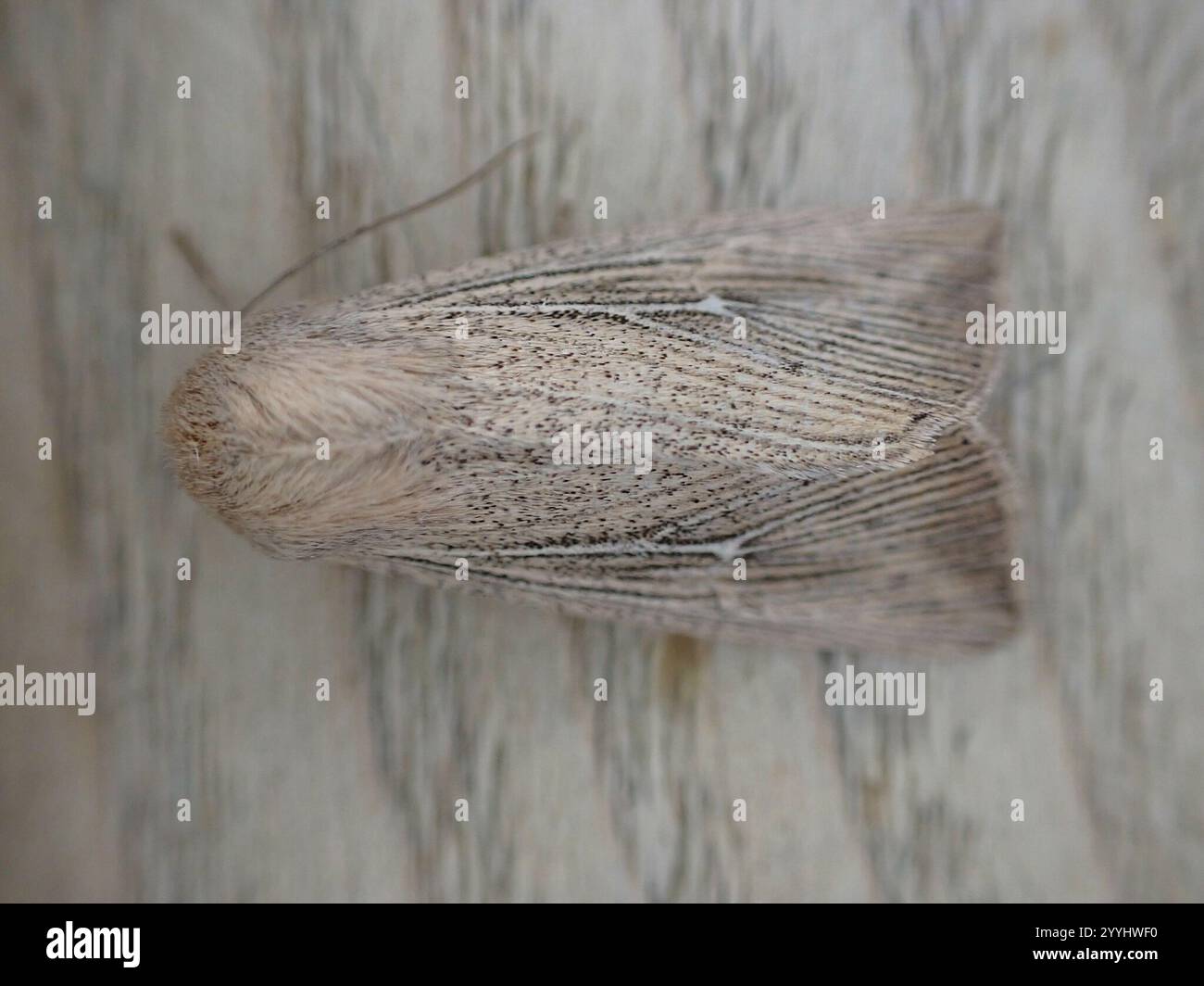 Obscure Wainscot (Leucania obsoleta Stock Photo - Alamy
