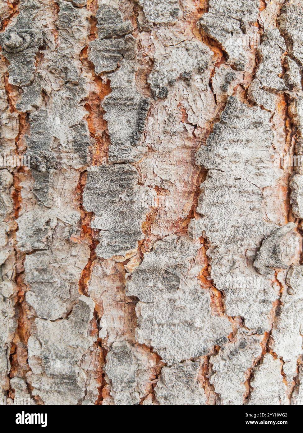 Closeup full frame tree bark texture background Stock Photo - Alamy