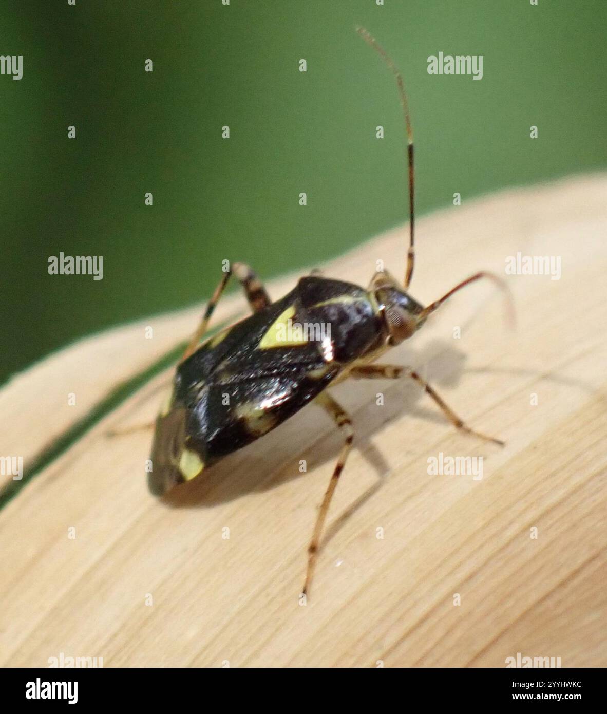Three Spotted Nettle Bug (Liocoris tripustulatus Stock Photo - Alamy