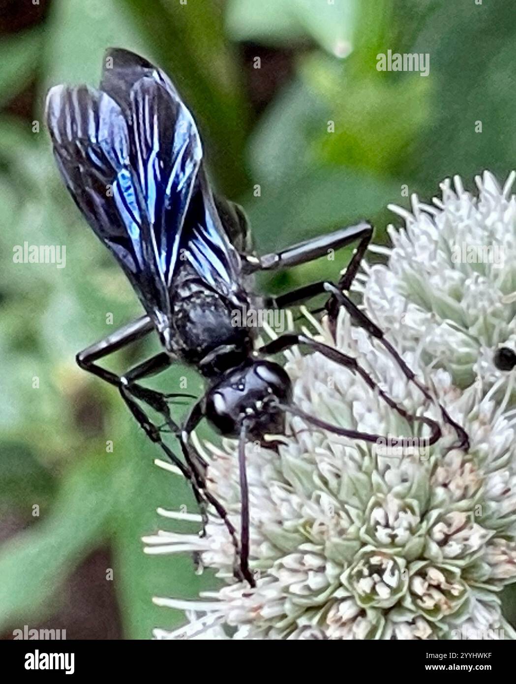 Great Black Digger Wasp (Sphex pensylvanicus Stock Photo - Alamy