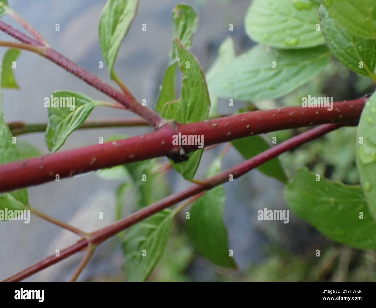 red osier dogwood (Cornus sericea Stock Photo - Alamy