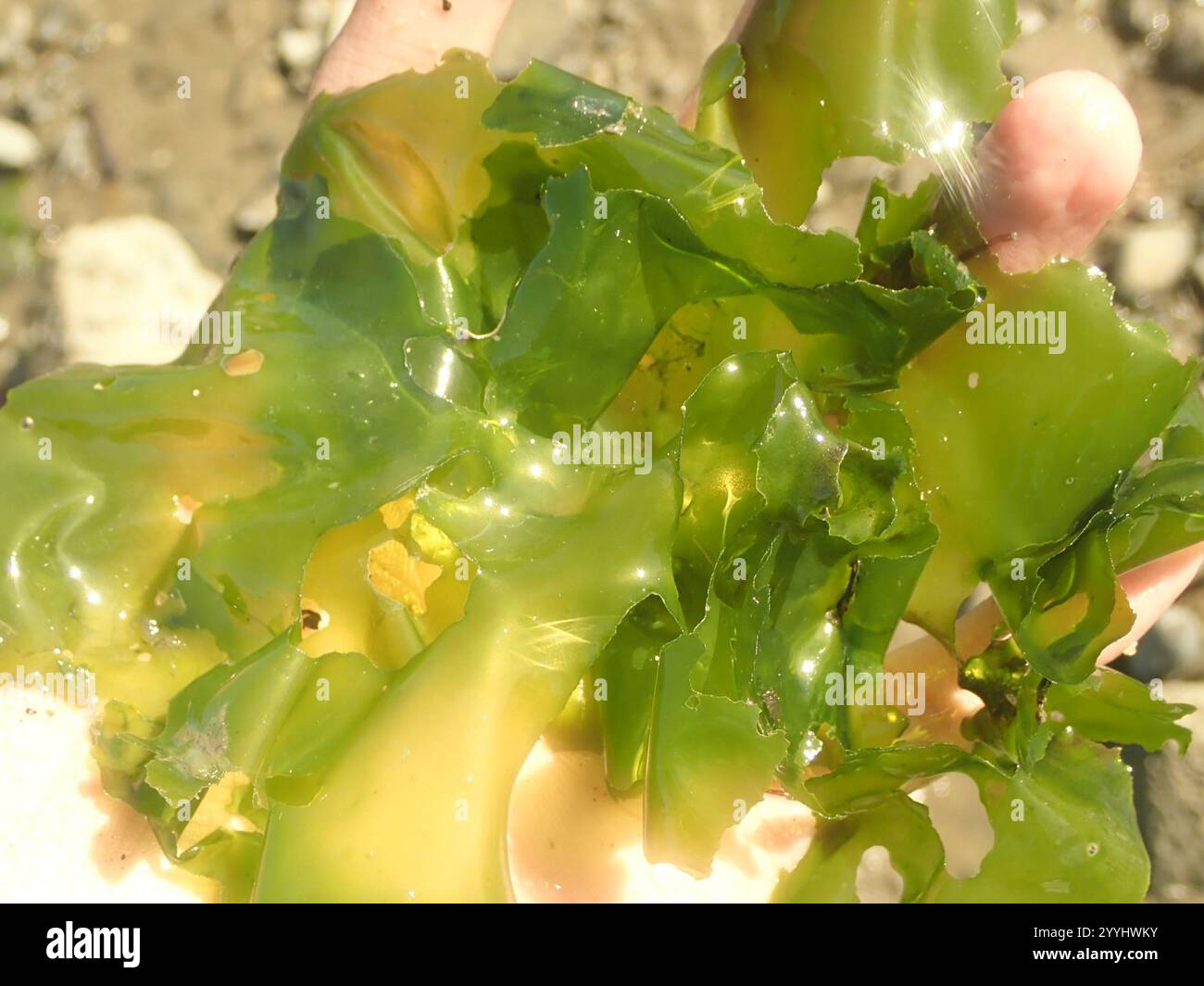 Broadleaf Sea Lettuce (Ulva lactuca Stock Photo - Alamy