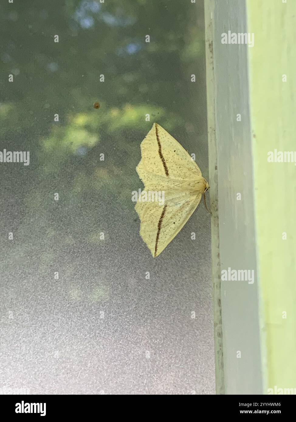 Yellow Slant-line (Tetracis crocallata Stock Photo - Alamy