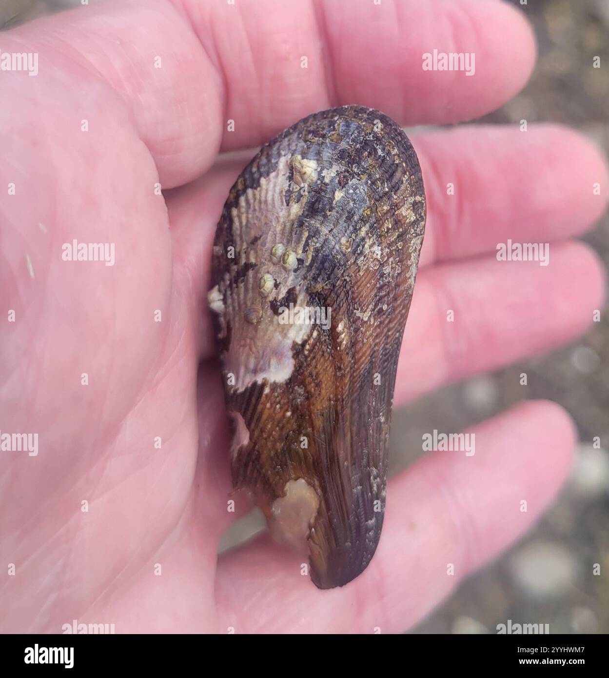Atlantic Ribbed Mussel (Geukensia demissa Stock Photo - Alamy