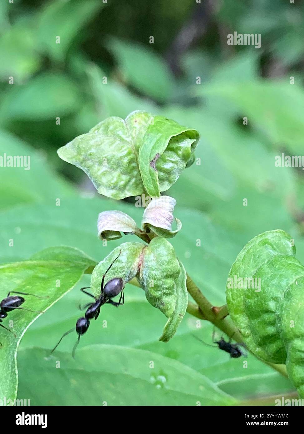 Eastern black carpenter ant hi-res stock photography and images - Alamy