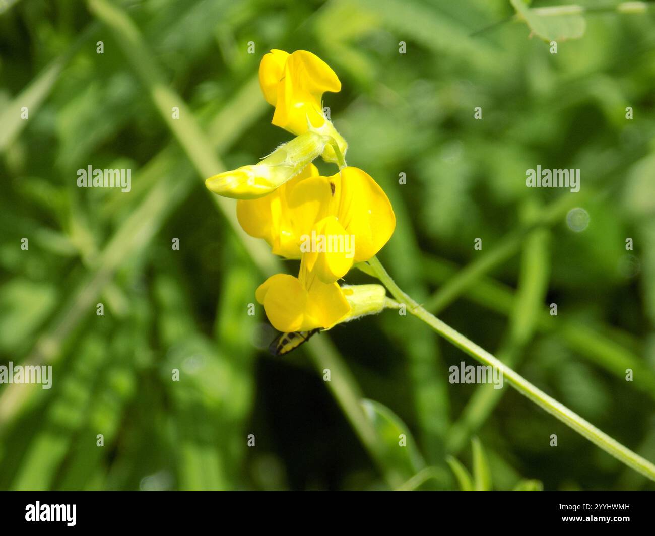 meadow pea (Lathyrus pratensis Stock Photo - Alamy