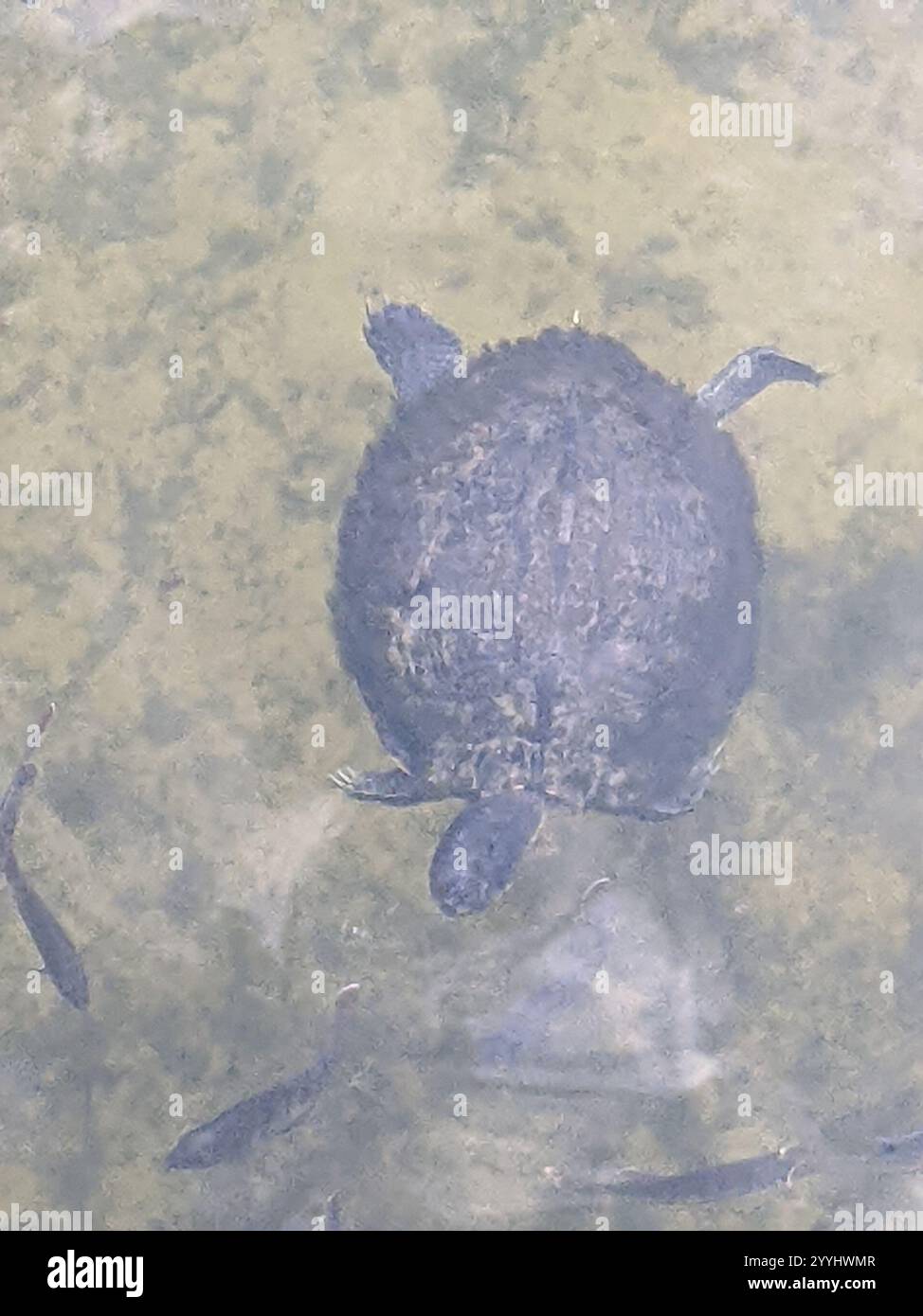 Pond Slider (Trachemys scripta Stock Photo - Alamy