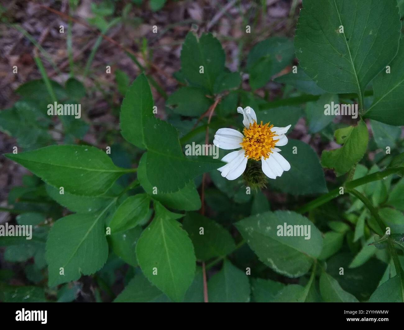 White beggarticks (Bidens alba Stock Photo - Alamy