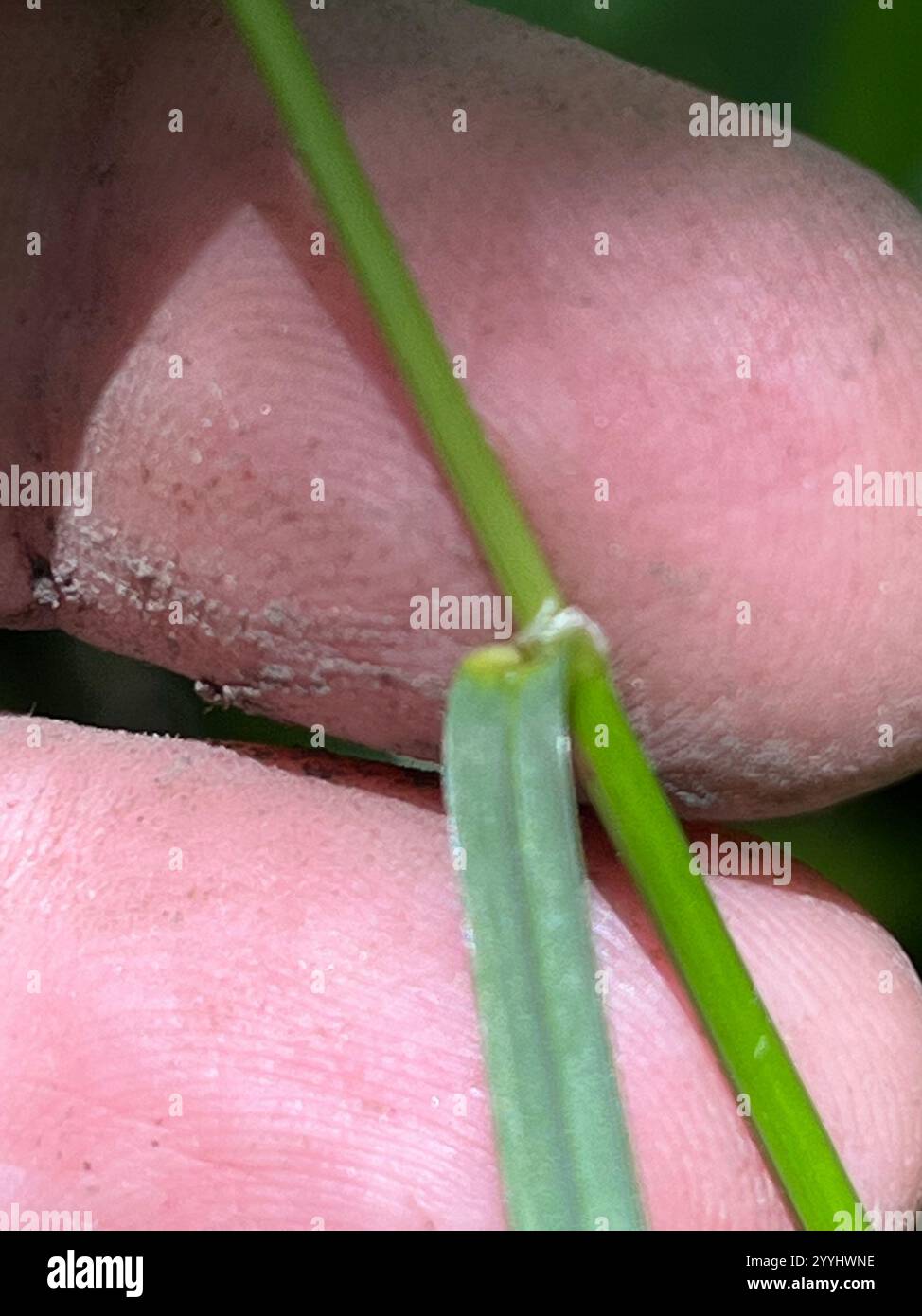 Glyceria striata hi-res stock photography and images - Alamy