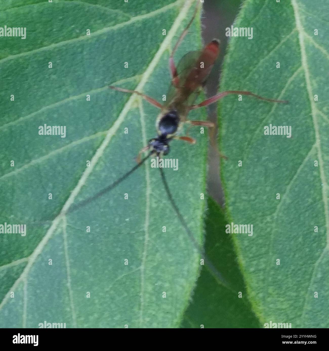 Lissonota hi-res stock photography and images - Alamy