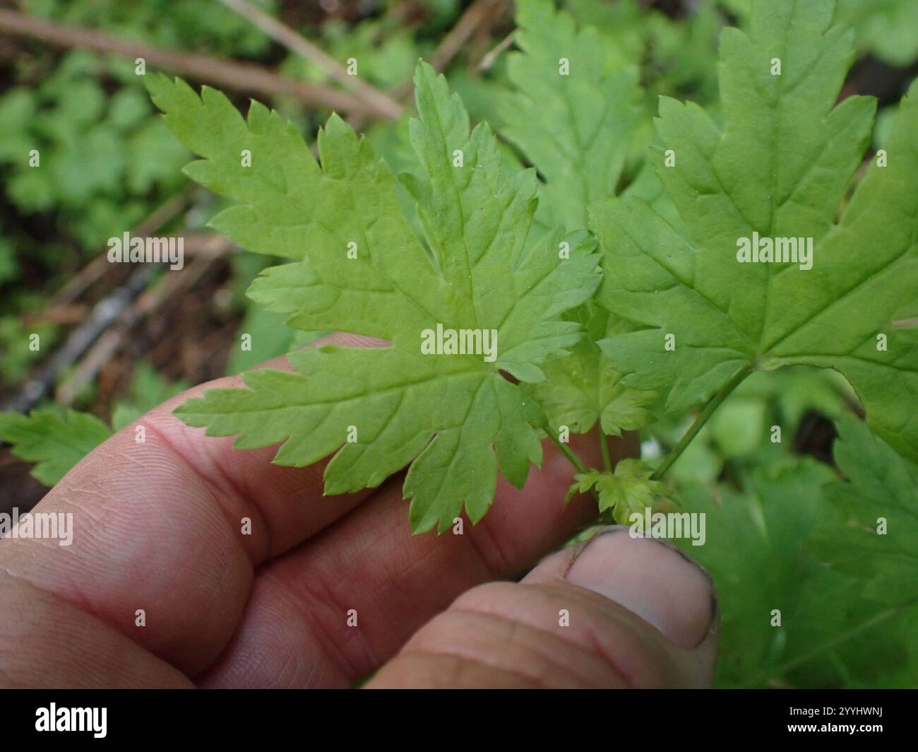 swamp currant (Ribes lacustre Stock Photo - Alamy