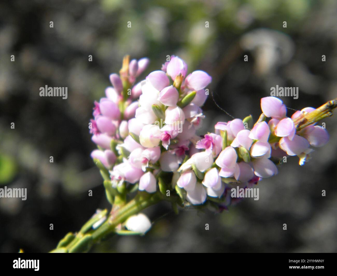 tortoise berry (Muraltia spinosa Stock Photo - Alamy