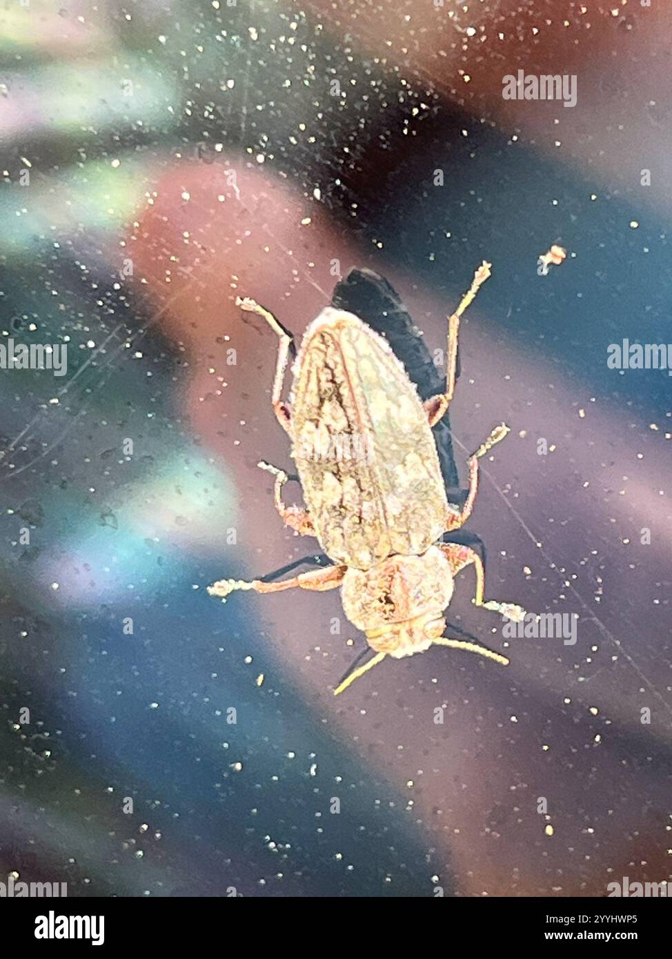 Flat-headed Apple Tree Borer (Chrysobothris femorata Stock Photo - Alamy
