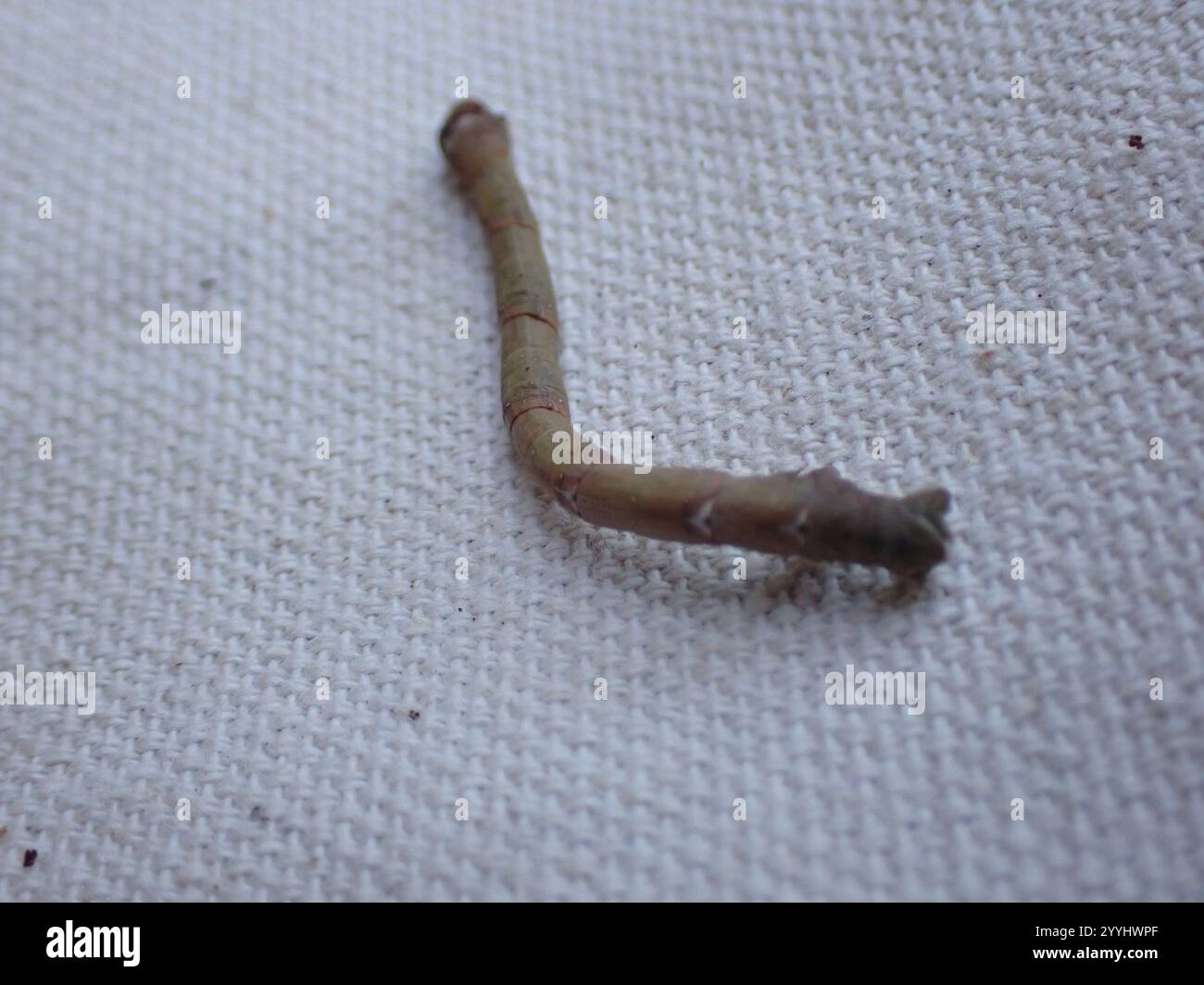 Geometer Moths (Geometridae Stock Photo - Alamy