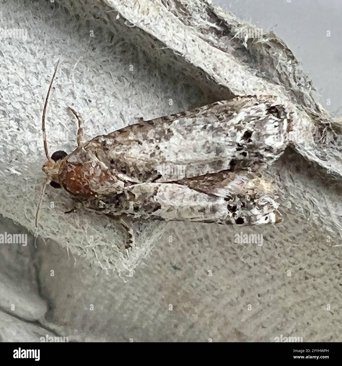Gray-blotched Epiblema Moth (Epiblema carolinana Stock Photo - Alamy