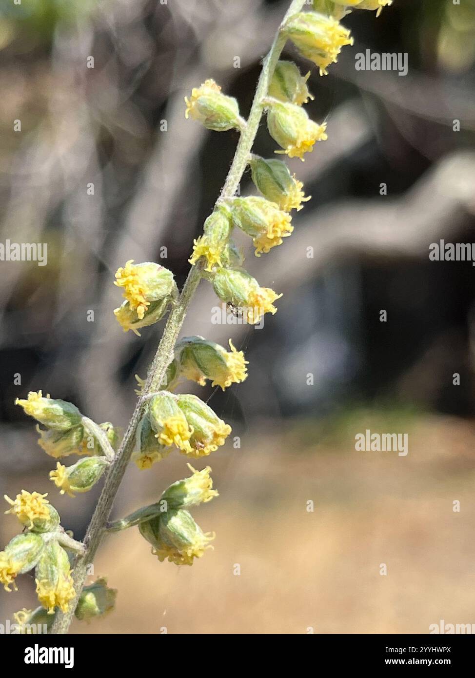 Chalcidoid Wasps (Chalcidoidea Stock Photo - Alamy
