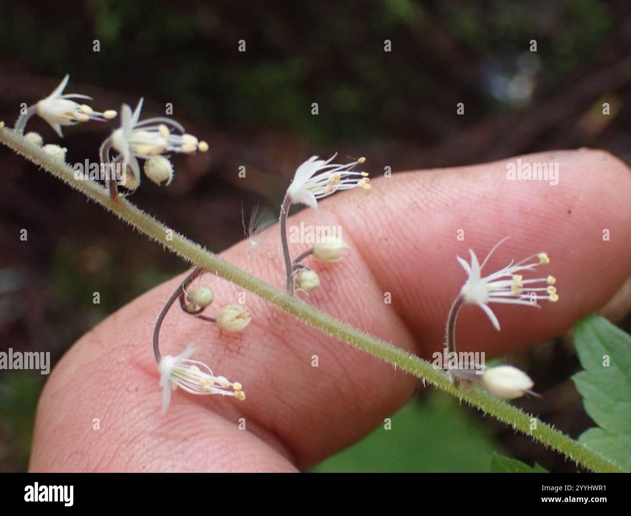 Oneleaf Foamflower (Tiarella trifoliata unifoliata Stock Photo - Alamy