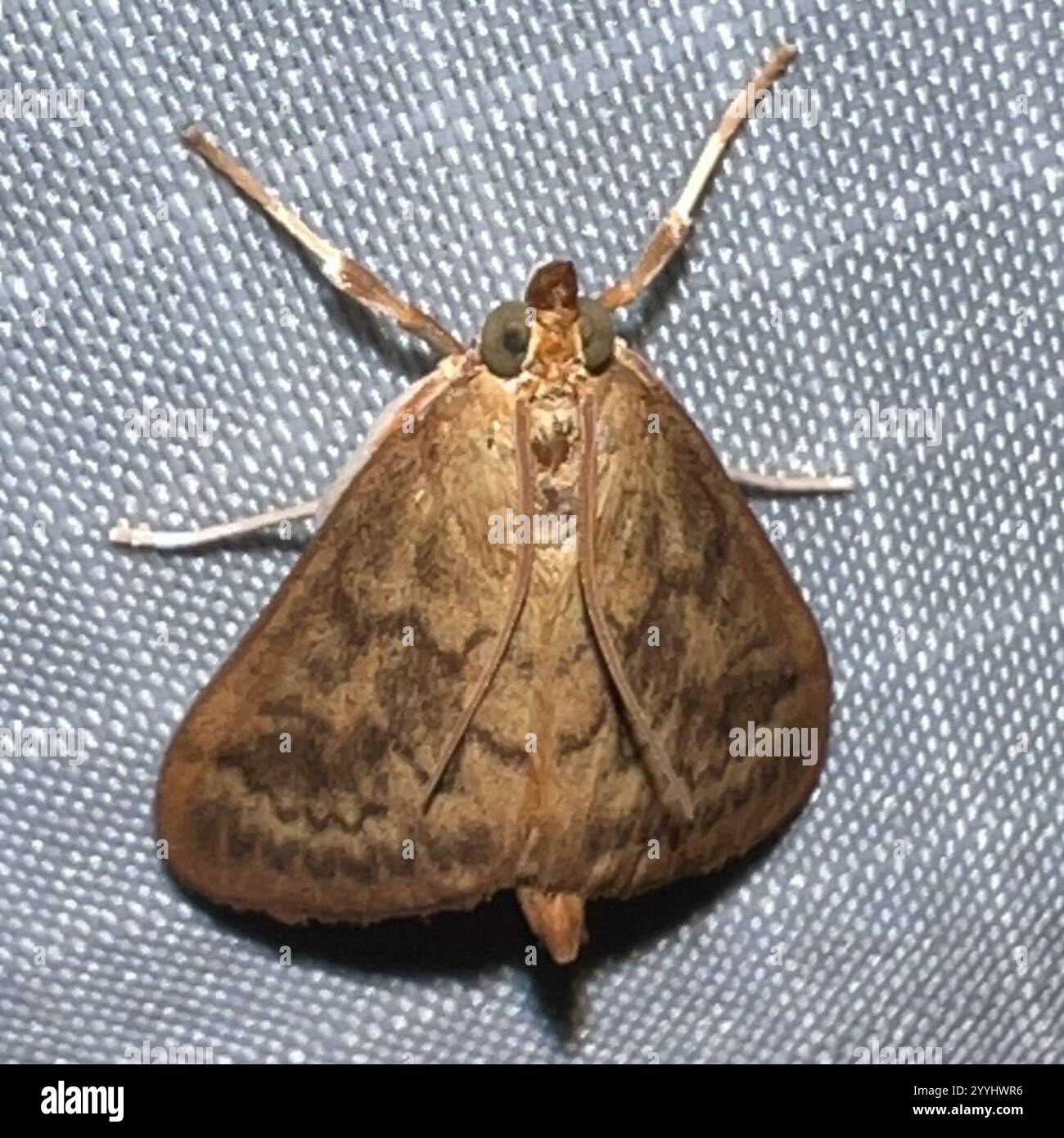 American Lotus Borer Moth (Ostrinia penitalis Stock Photo - Alamy