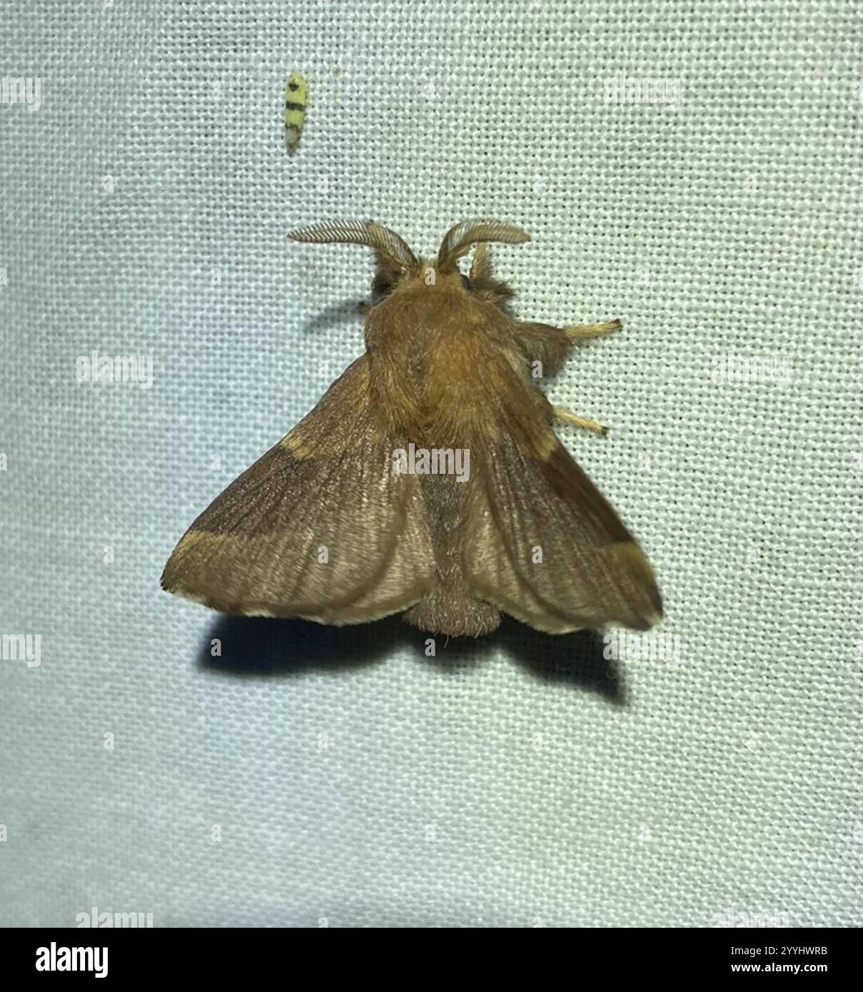 Tent Caterpillar Moths (Malacosoma Stock Photo - Alamy