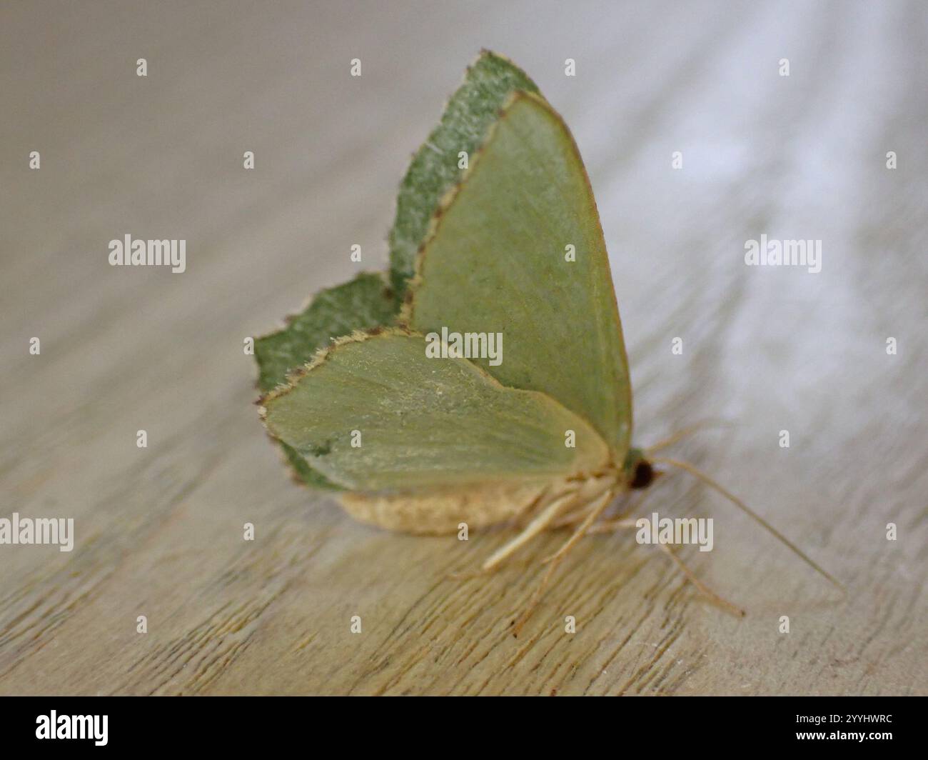 Common Emerald (Hemithea aestivaria Stock Photo - Alamy