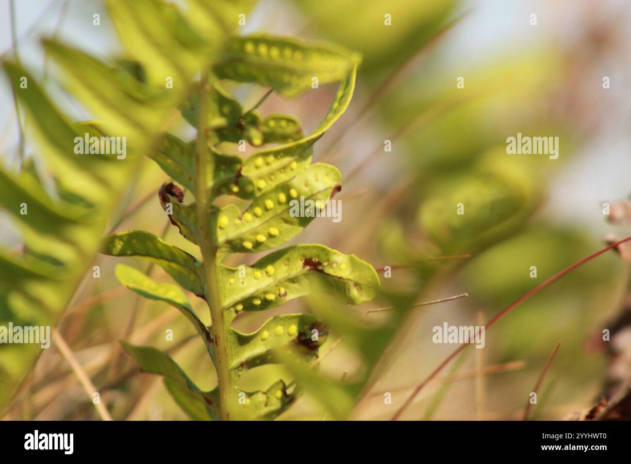 common polypody (Polypodium vulgare Stock Photo - Alamy