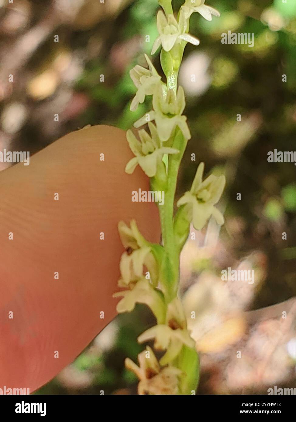 Whiteflower Rein Orchid (Platanthera ephemerantha Stock Photo - Alamy