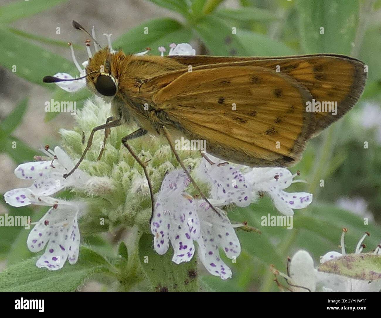 Fiery Skipper (Hylephila phyleus Stock Photo - Alamy