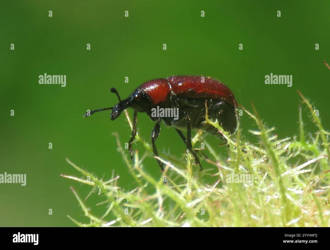 Merhynchites wickhami hi-res stock photography and images - Alamy