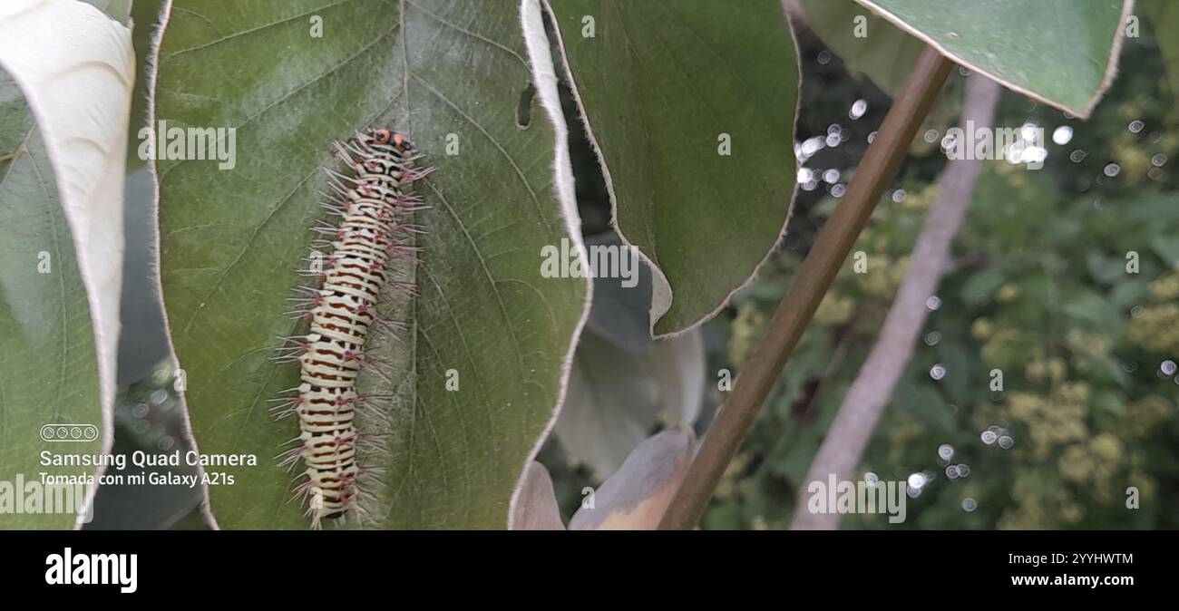 Orion Cecropian (Historis odius Stock Photo - Alamy