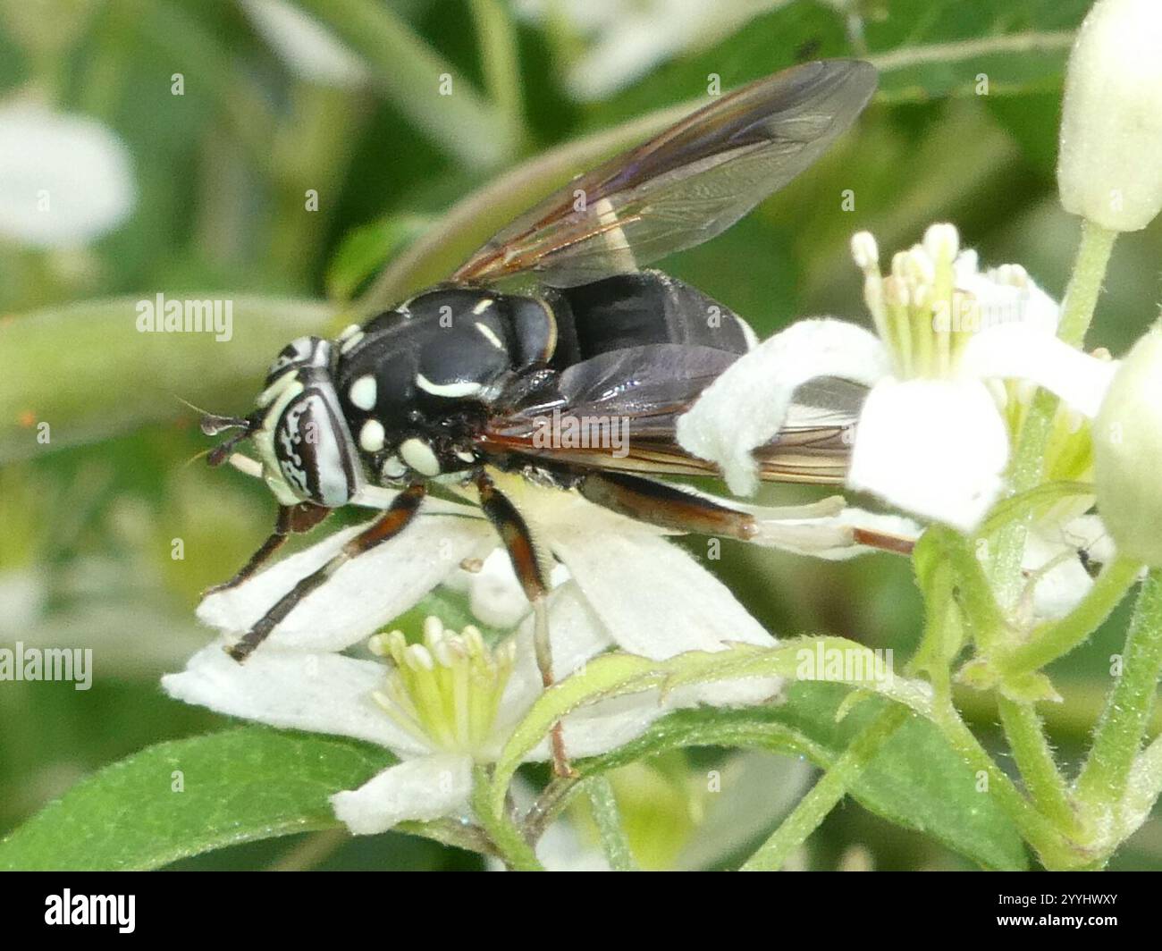Bald-faced Hornet Fly (Spilomyia fusca Stock Photo - Alamy