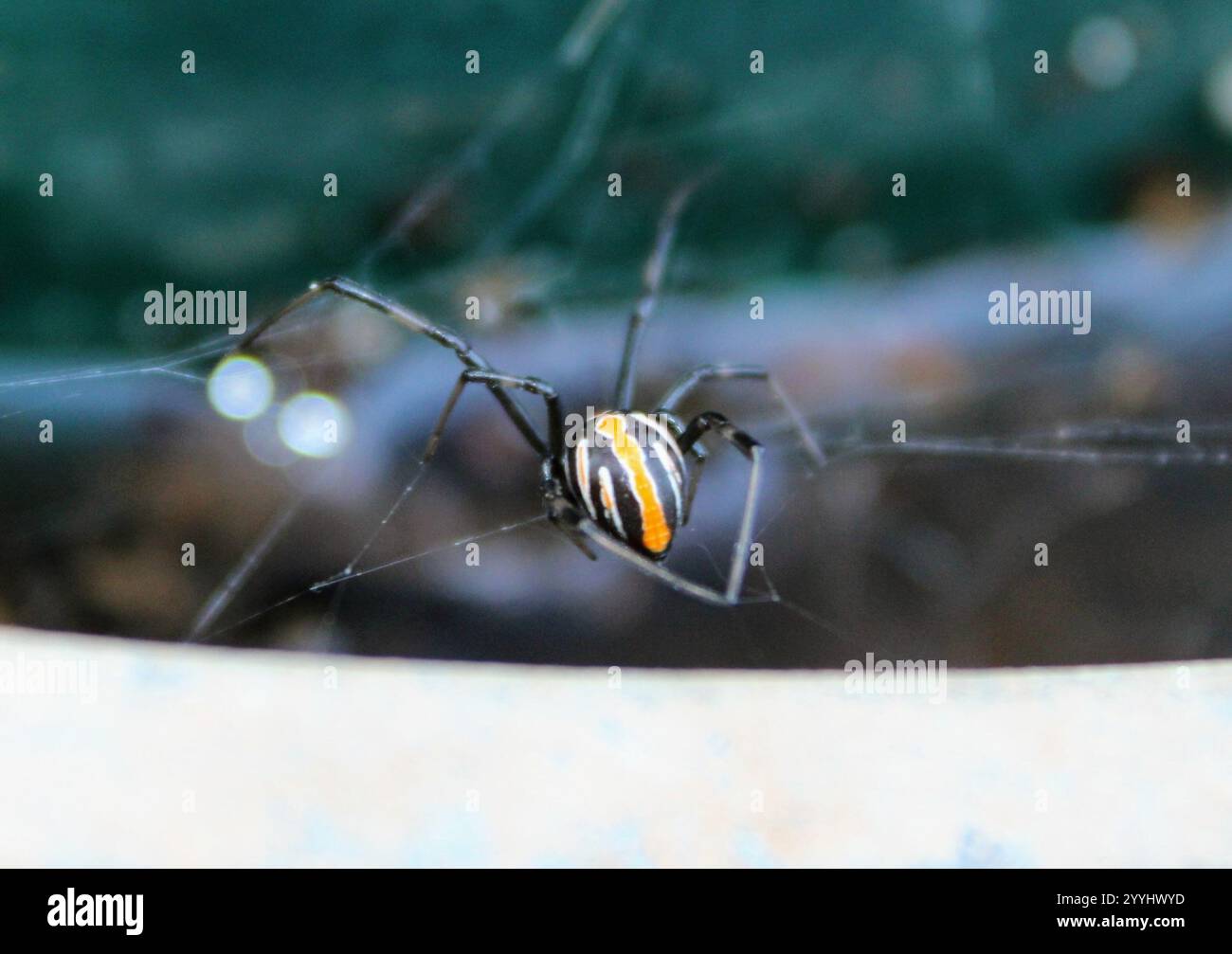 Widow Spiders (Latrodectus Stock Photo - Alamy