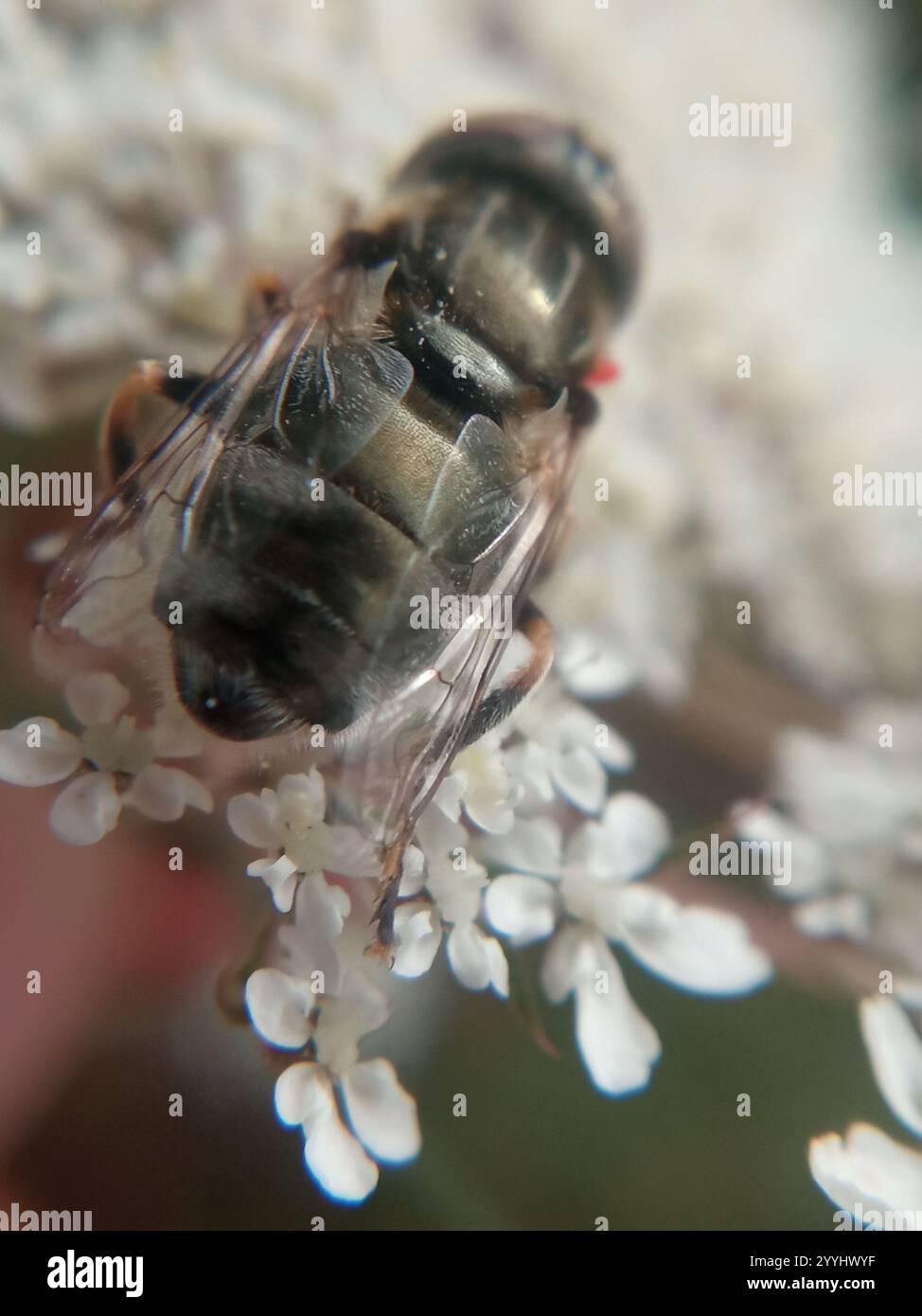 Common Lagoon Fly (Eristalinus aeneus Stock Photo - Alamy