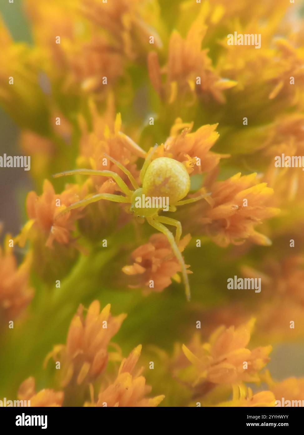 Triangle Crab Spider (Ebrechtella tricuspidata Stock Photo - Alamy