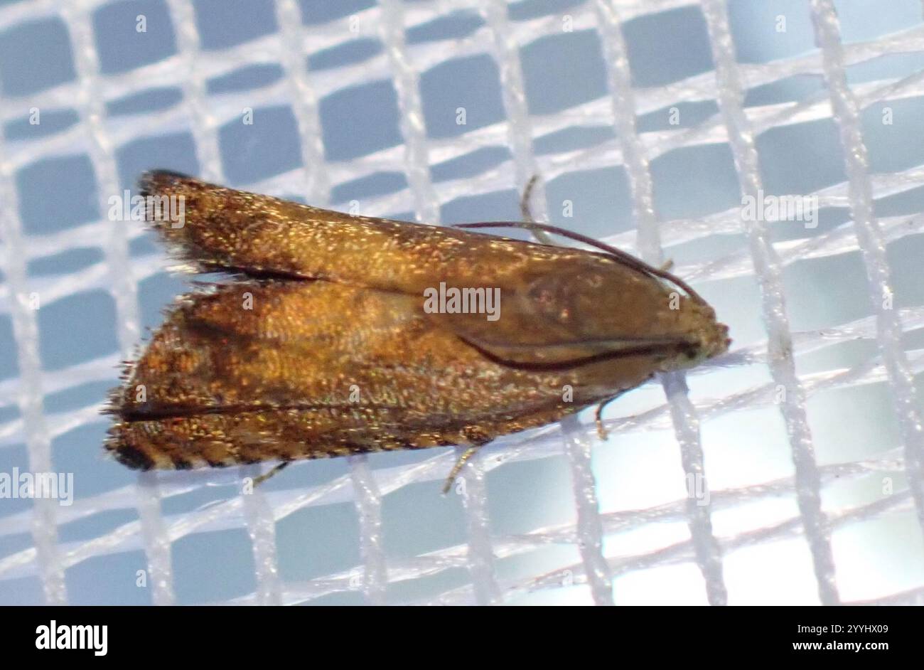 Sycamore Piercer (Pammene aurita Stock Photo - Alamy