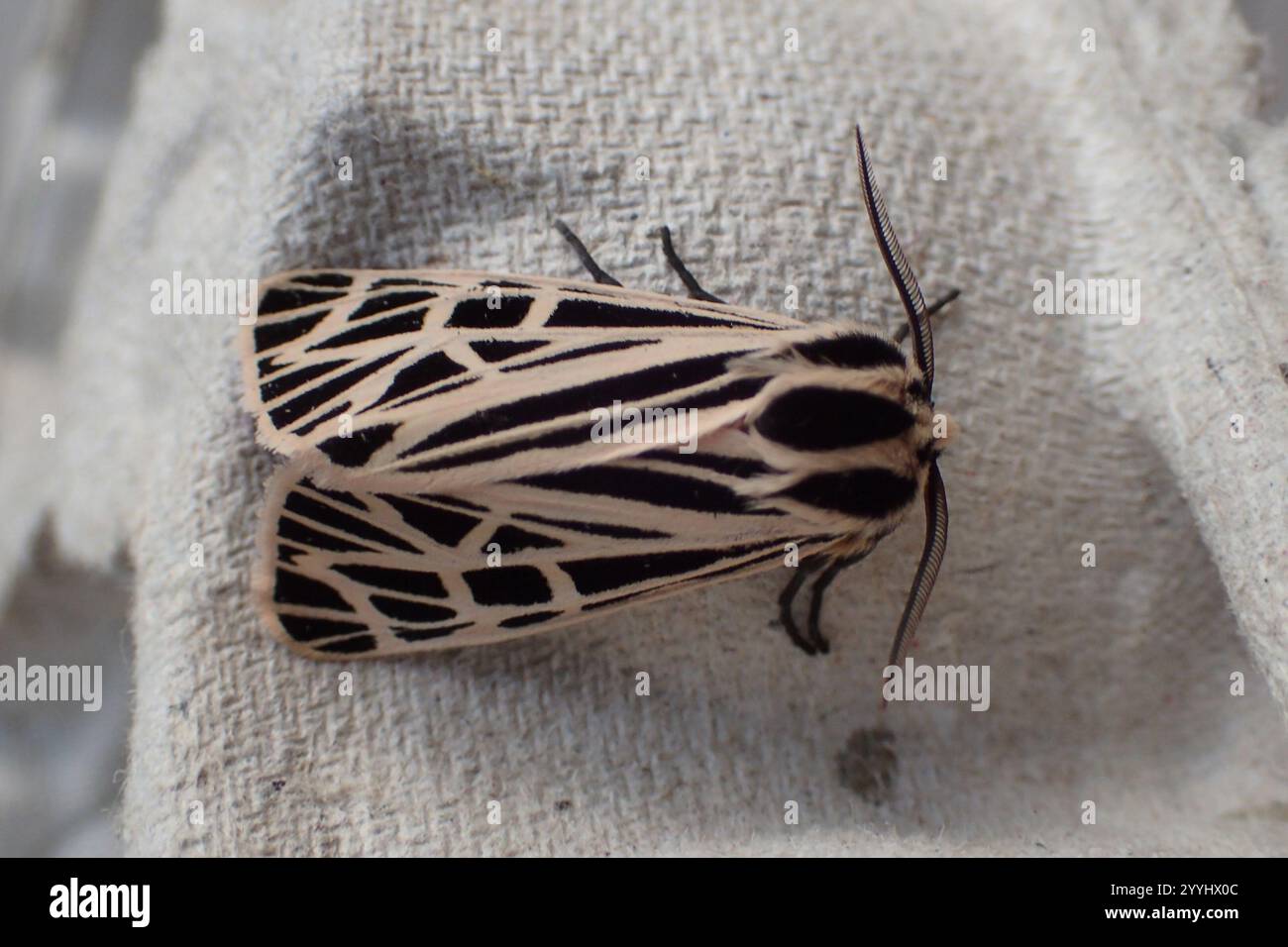 Virgin Tiger Moth (Apantesis virgo Stock Photo - Alamy