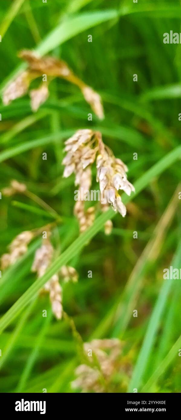 Arctic Sweet Grass (Anthoxanthum arcticum Stock Photo - Alamy