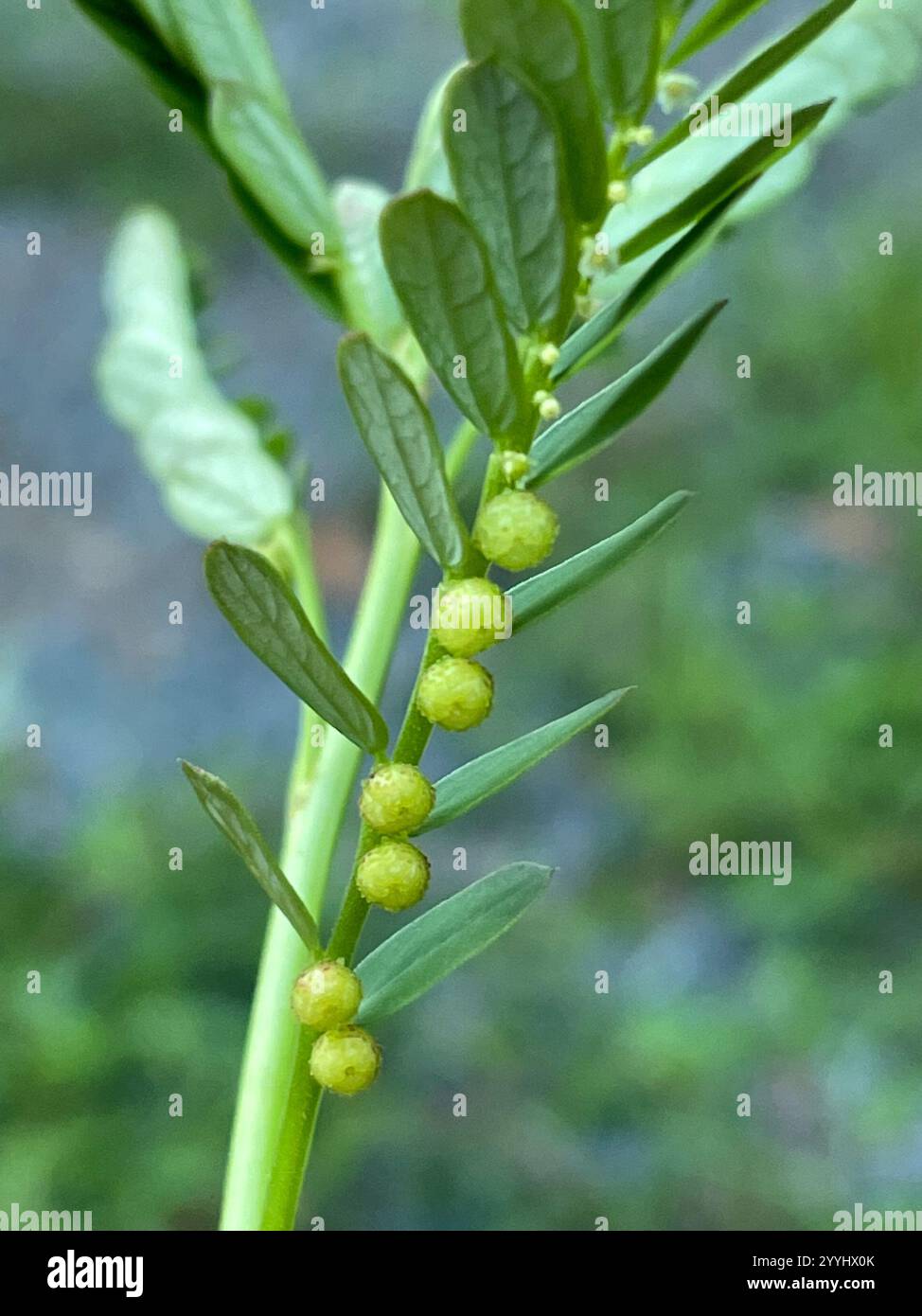 Chamberbitter (Phyllanthus urinaria Stock Photo - Alamy