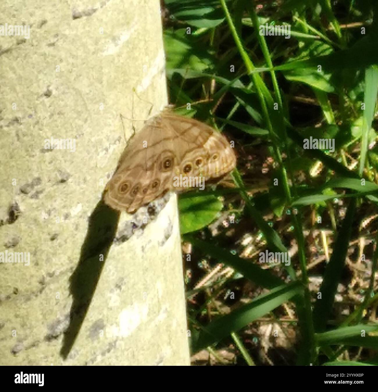 Northern Pearly-eye (Lethe anthedon Stock Photo - Alamy