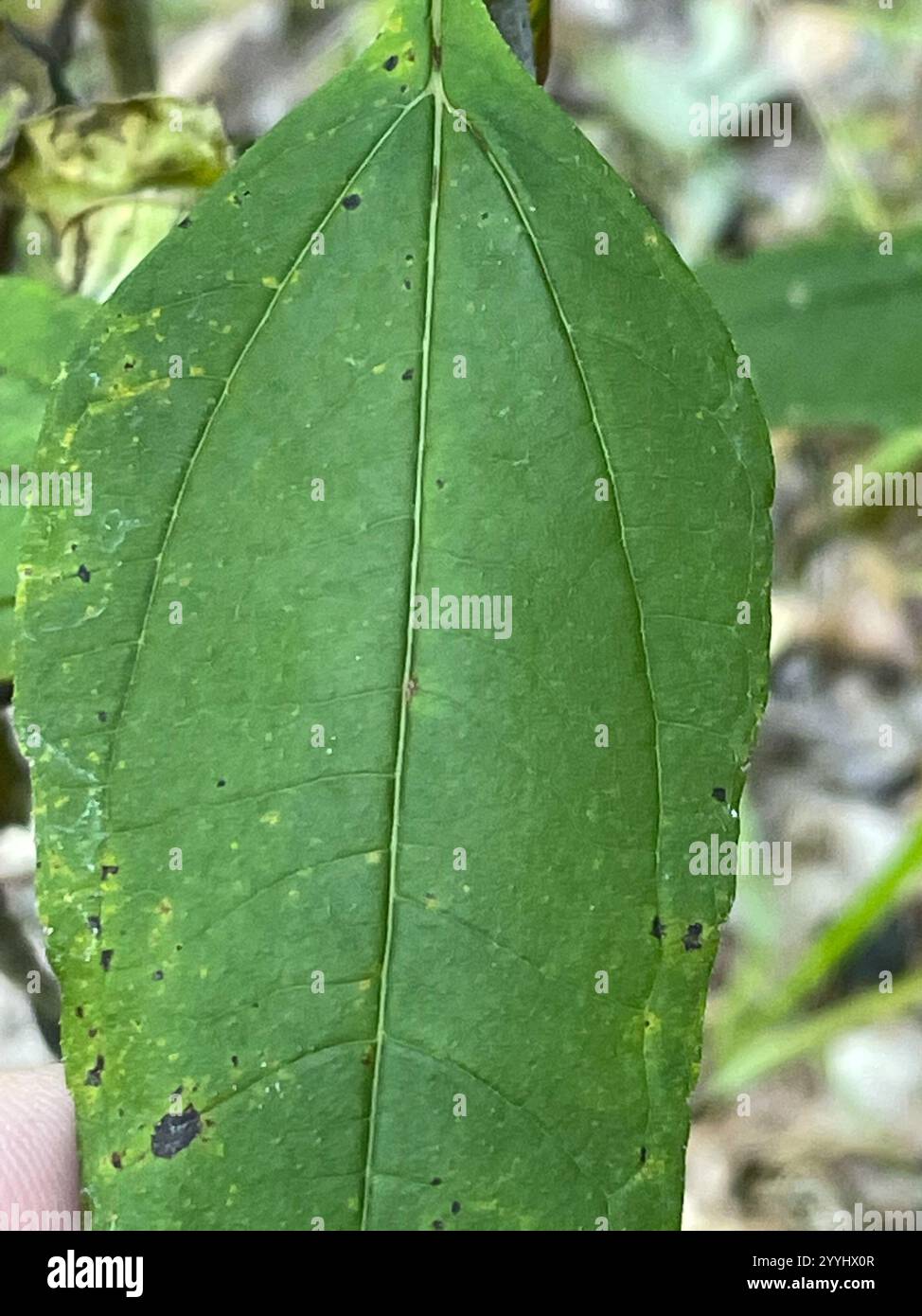 Small Woodland Sunflower (Helianthus microcephalus Stock Photo - Alamy