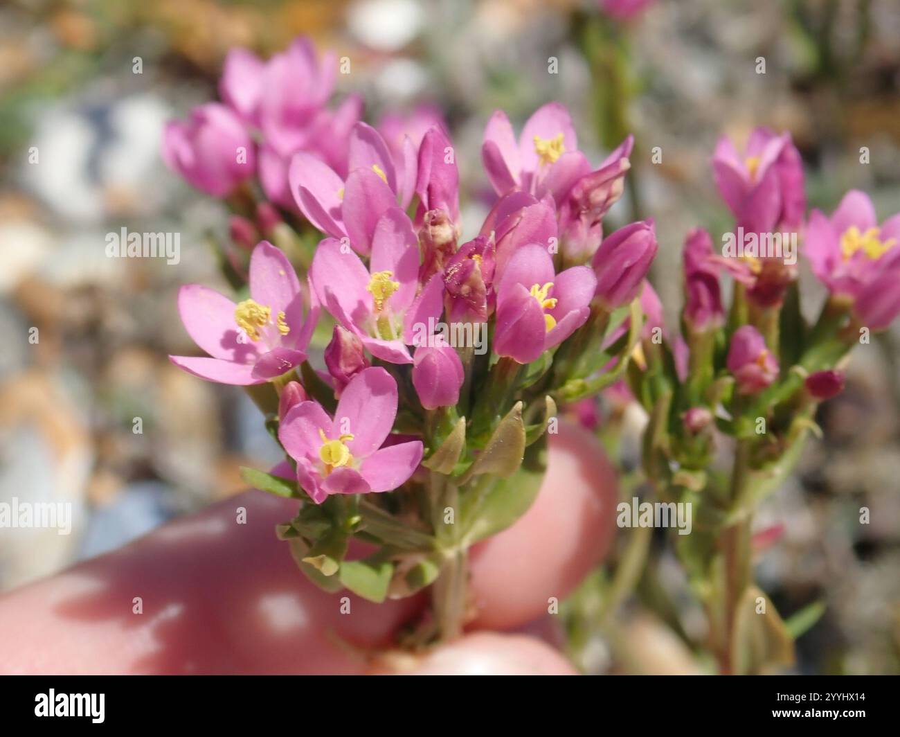 Common centaury (Centaurium erythraea Stock Photo - Alamy