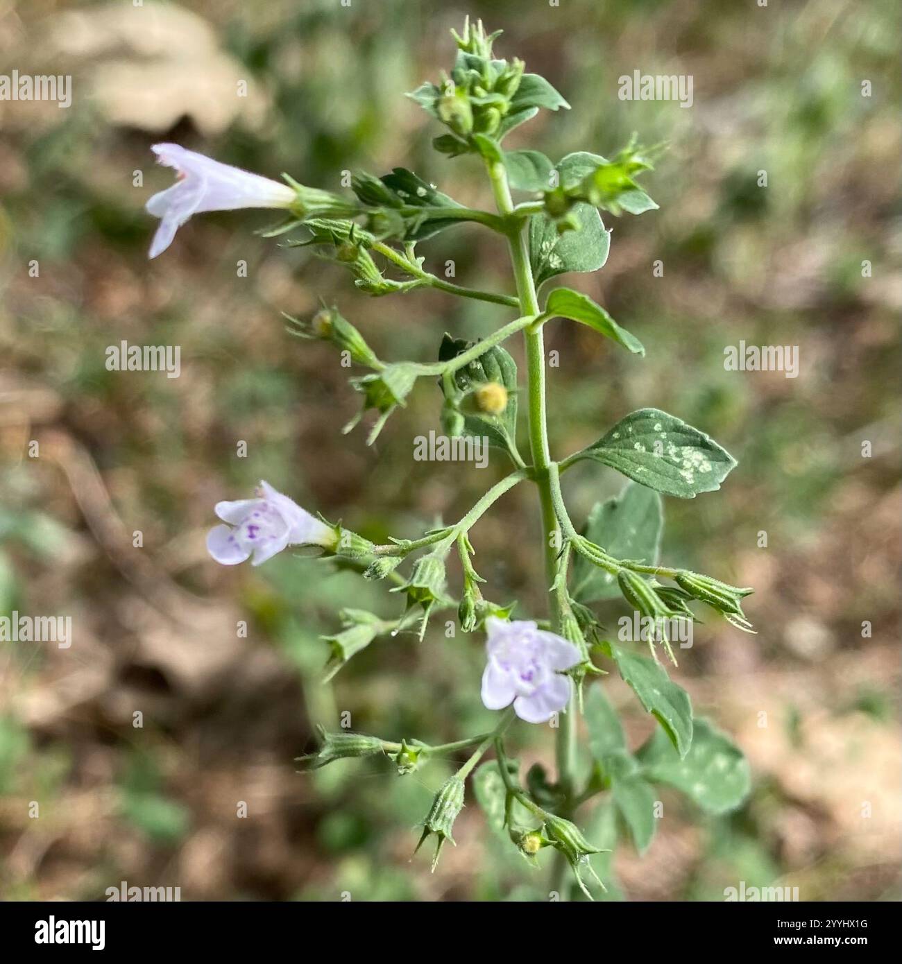 Lesser Calamint (Clinopodium nepeta Stock Photo - Alamy