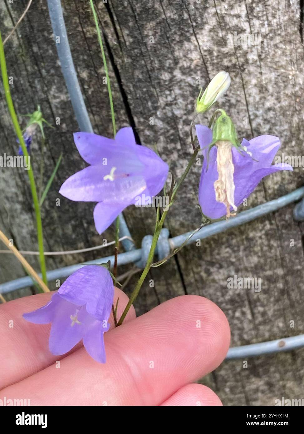 Common Harebell (Campanula rotundifolia Stock Photo - Alamy